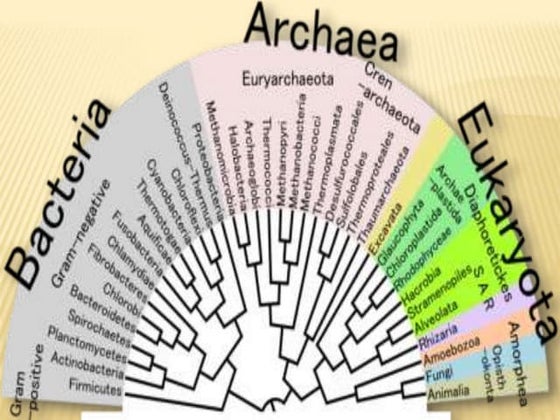 Scoring schemes in bioinformatics (blosum) | PPTX | Genetics | Science