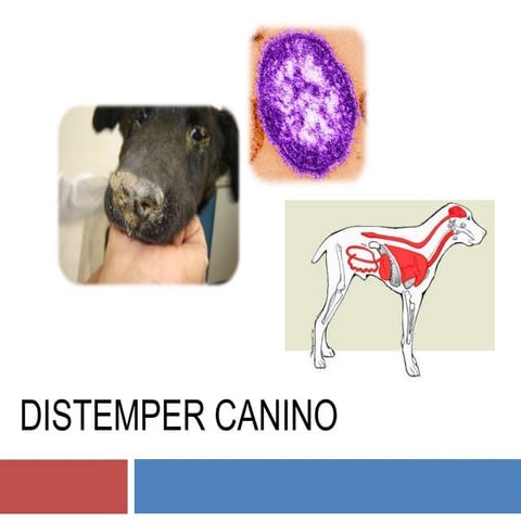 Distemper canino | PPTX