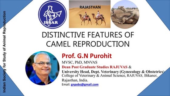 Male reproductive system of cattle | PPT