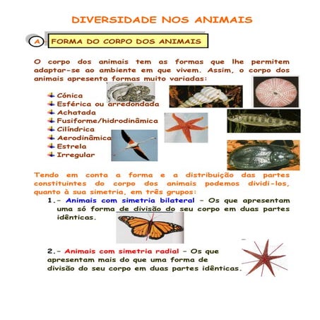 Forma Dos Animais E Simetria | PDF