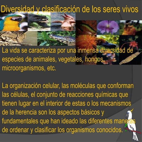 Clasificacin De Los Seres Vivos