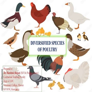 Breeds OF Diversified species of Poultry.pptx