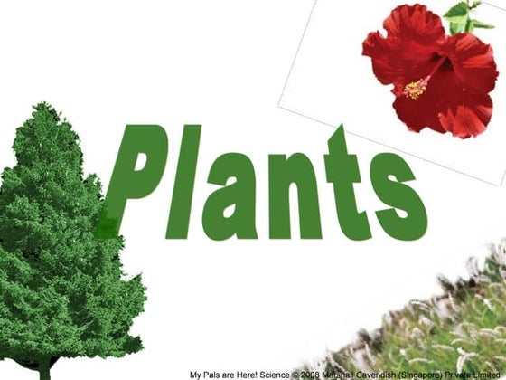 Class IV Science -Plants Adaptation | PPT