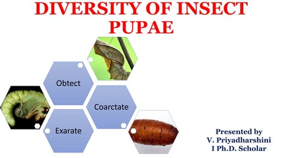 Insect biodiversity | PDF | Biological Sciences | Science
