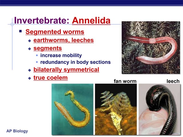 Annelida- General Characters and classification | PPTX