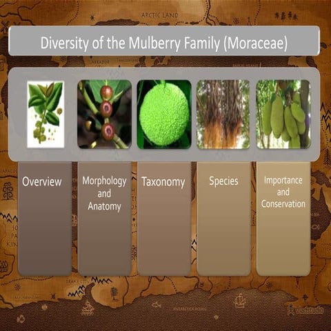 Diversity of the Mulberry family (Moraceae) | PPTX