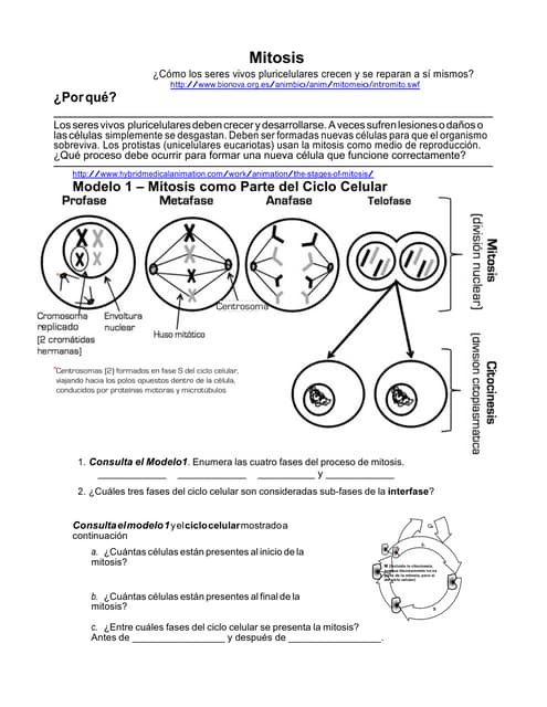 Cuestionario 3 Biología Ciclo Celular | PDF