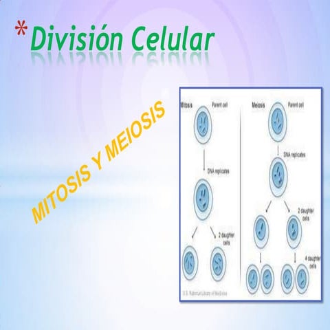 Division celular | PPTX