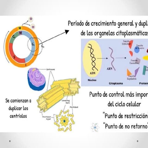 Interfase (primera fase del ciclo celular) | PPTX