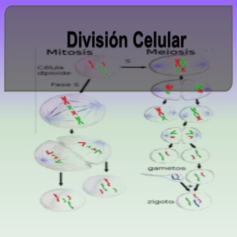 División celular | PPTX
