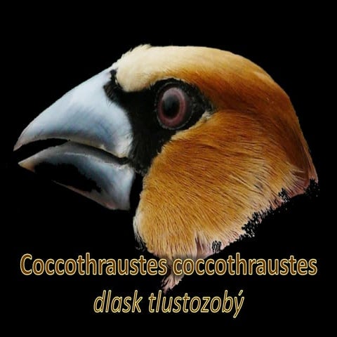 Dlask (Hawfinch - Czech Version) | PPS
