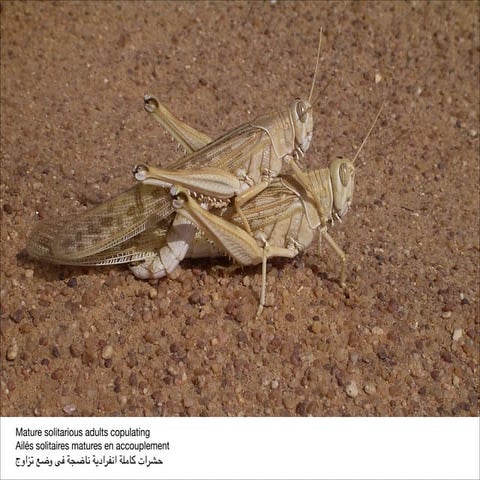 2014 CLCPRO/CRC/SWAC Desert Locust Information Officer workshop | PDF