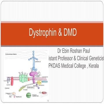 DMD and Dystrophin genetic based approach | PPTX