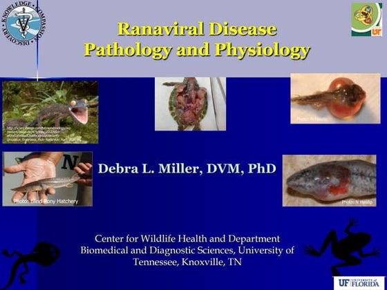 Frog Dissection | PPT | Biological Sciences | Science