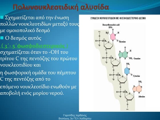 μιτωση μειωση βιολογια γ γυμνασιου | PDF
