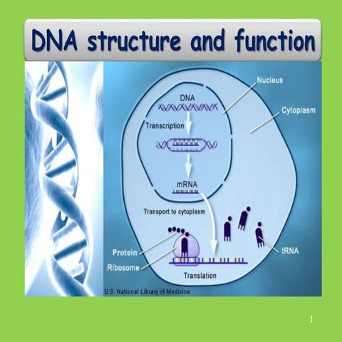 DNA.ppt