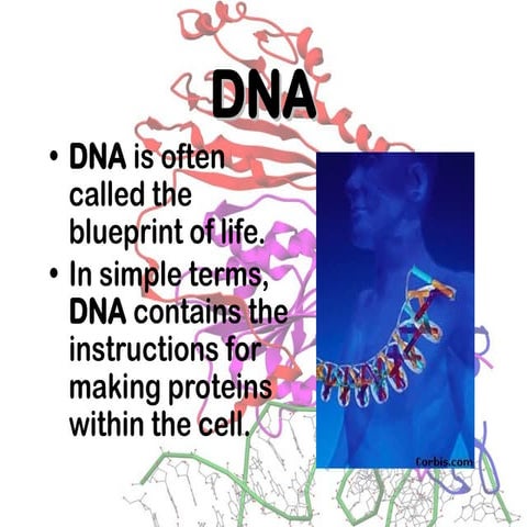 DNA.ppt dox ng edu .ph ha ha ha ha jok ay jak uwkns | PPT