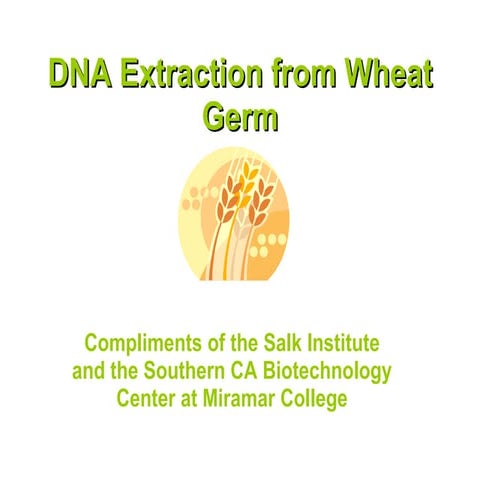 Dna Extraction From Wheat Germ | PPT