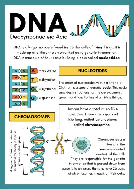 Photosynthesis - Poster | PDF