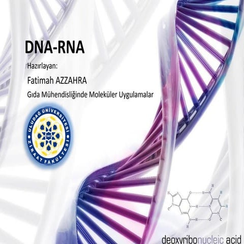 DNA RNA [in Turkish] | PDF