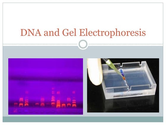 Electrophoresis | PPT