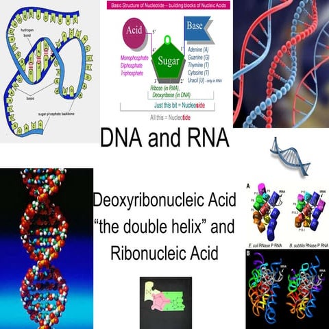 Dna and rna | PPT