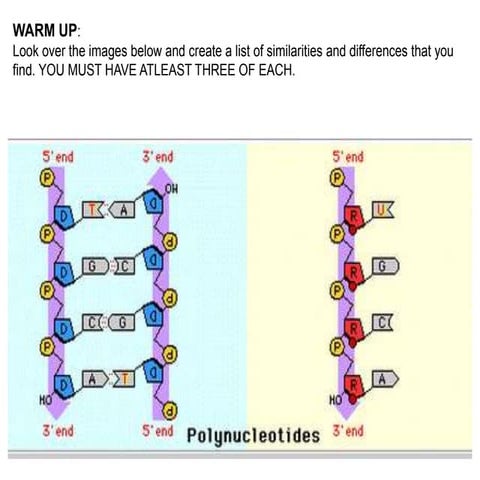 dna and rna.ppt
