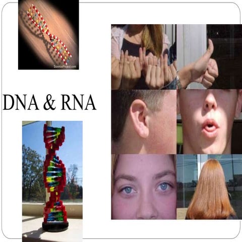DNA and RNA.ppt