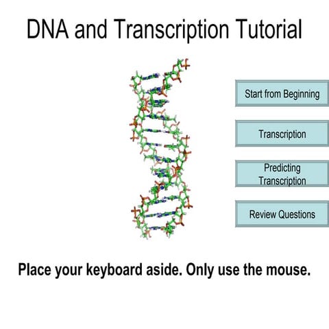 Dna and transcription_tutorial | PPT | Biological Sciences | Science