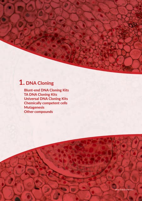 Reliability of the Roche AMPLICOR® Human Papillomavirus (HPV) Test | PDF