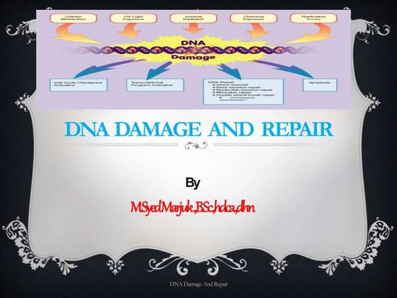 Dna Repair Pathways | PPTX | Genetics | Science