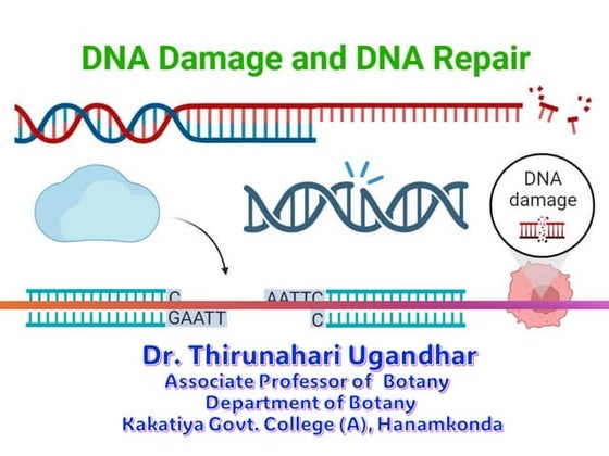 DNA Damage and repair mechanism | PPTX