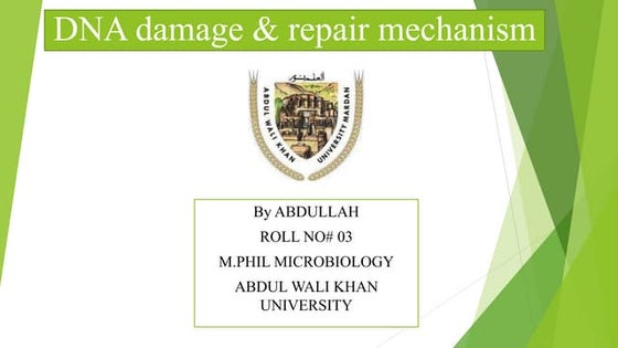 DNA damage and repair mechanism | PPT