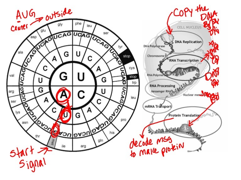 Dna Decoder Notes All Classes