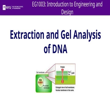 DNA extraction by Gel Electrophoresis pptx | PPTX