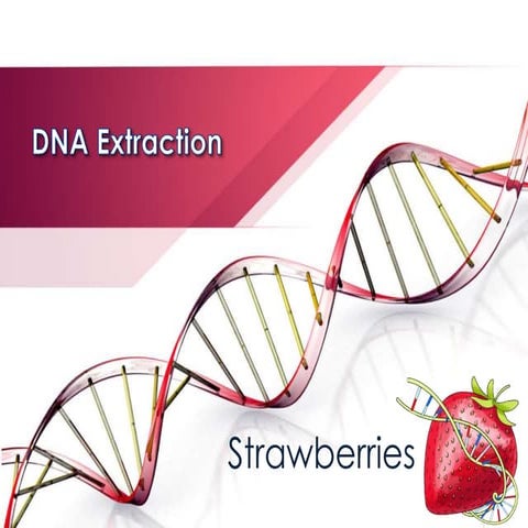 Dna extraction strawberry lab spring 2015 | POTX