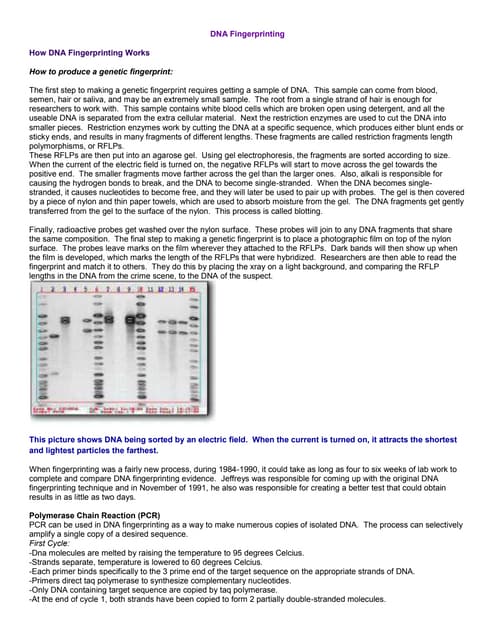 352180832 dna-fingerprint-investigatory-project-class-12 (1) | PDF