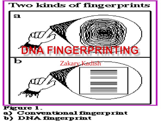 352180832 dna-fingerprint-investigatory-project-class-12 (1) | PDF