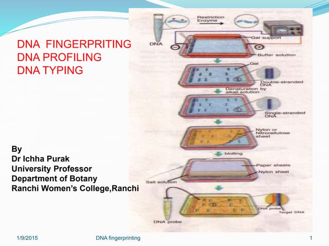 352180832 dna-fingerprint-investigatory-project-class-12 (1) | PDF