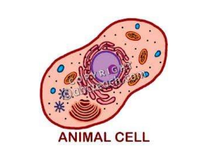 Dna flipbook project
