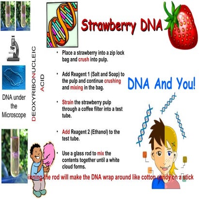 Dna From Strawberries | PPT