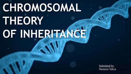 Chromosome Theory Of Inheritance Ppt
