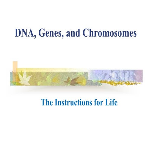 DNA Genes and Chromosomes.ppt