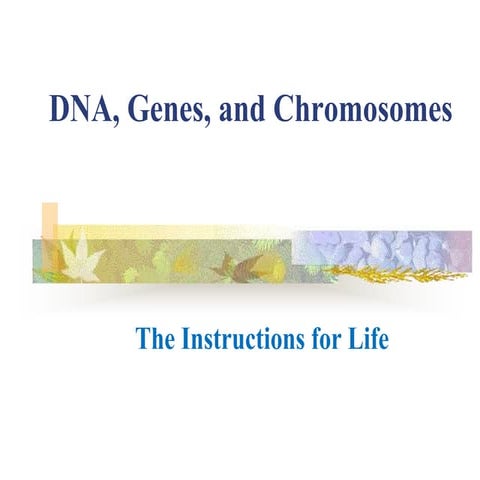 DNA Genes and Chromosomes.ppt
