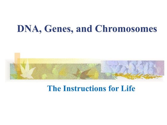 DNA, Genes, and Chromosomes Version 2 Edited | PPT