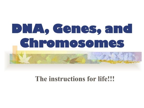 DNA, Genes, and Chromosomes Version 2 Edited | PPT