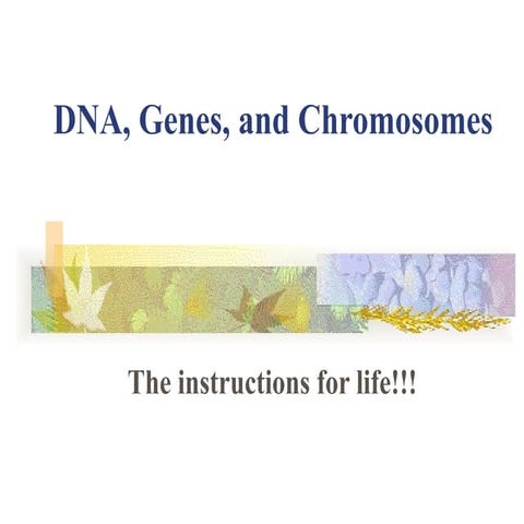 DNA, Genes, and Chromosomes Part 1 - Biology | PPT