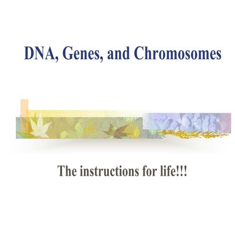 DNA, Genes, and Chromosomes2 (2).ppt