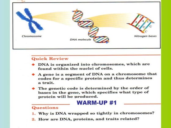 DNA Replication | PPT
