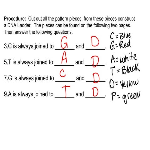 Dna Paper Model | PPT